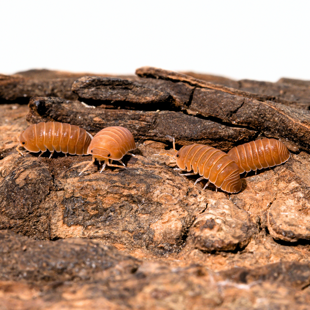 Cubaris murina 'Mandarin' – Weird Pets PH