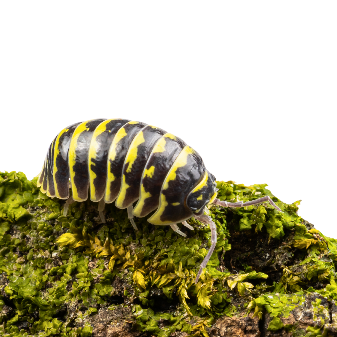 Armadillidium maculatum 'Yellow Zebra' – Weird Pets PH