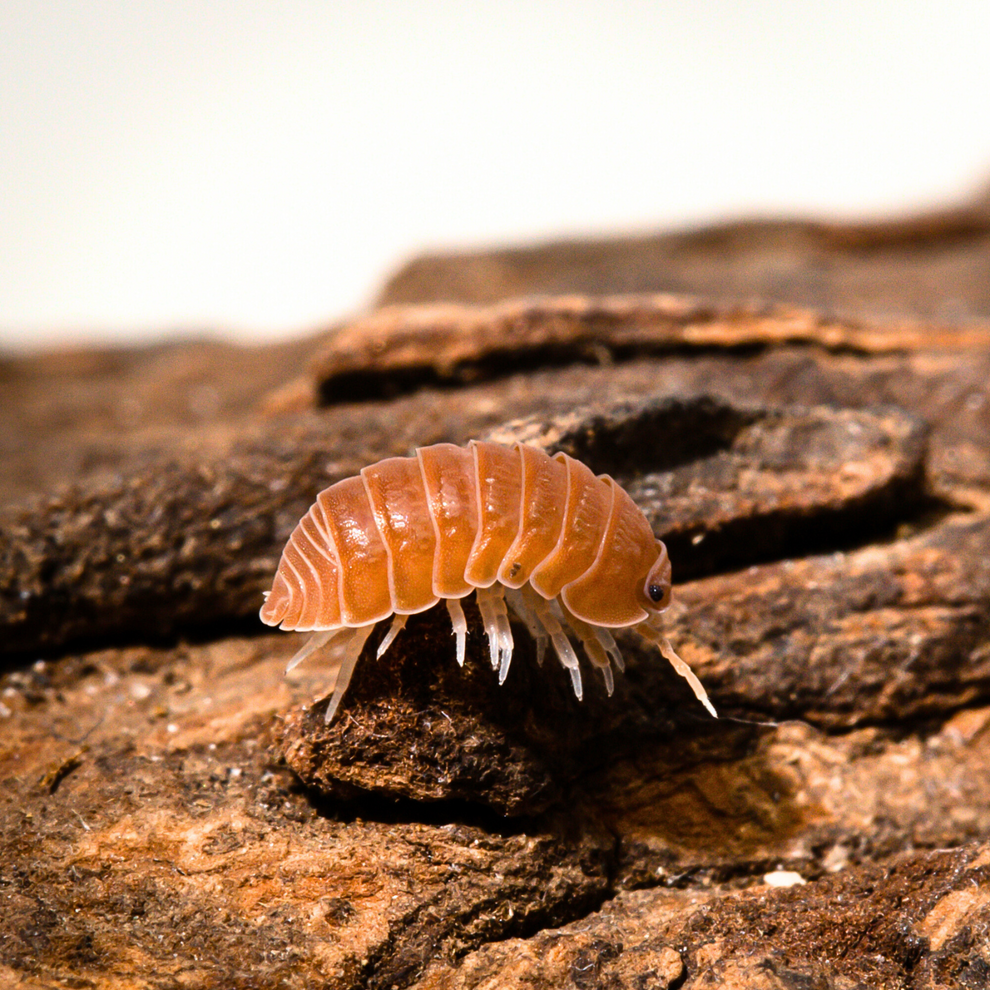 Cubaris murina 'Mandarin' – Weird Pets PH