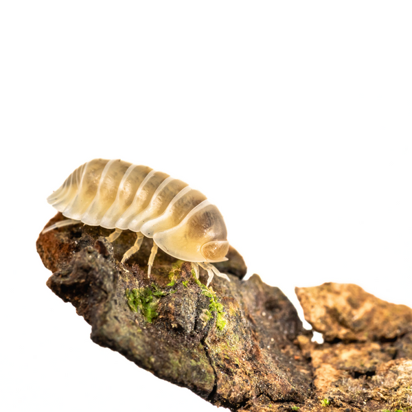 Cubaris sp. 'Frosty Jupiter' – Weird Pets PH