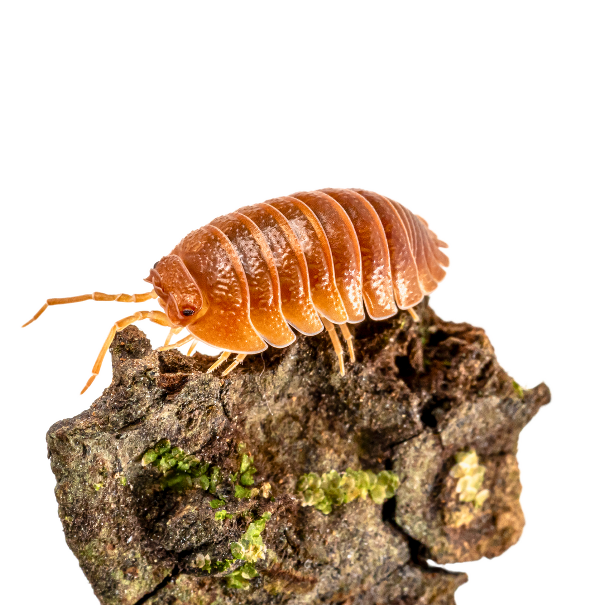 Armadillidium pallasii 'Orange' – Weird Pets PH