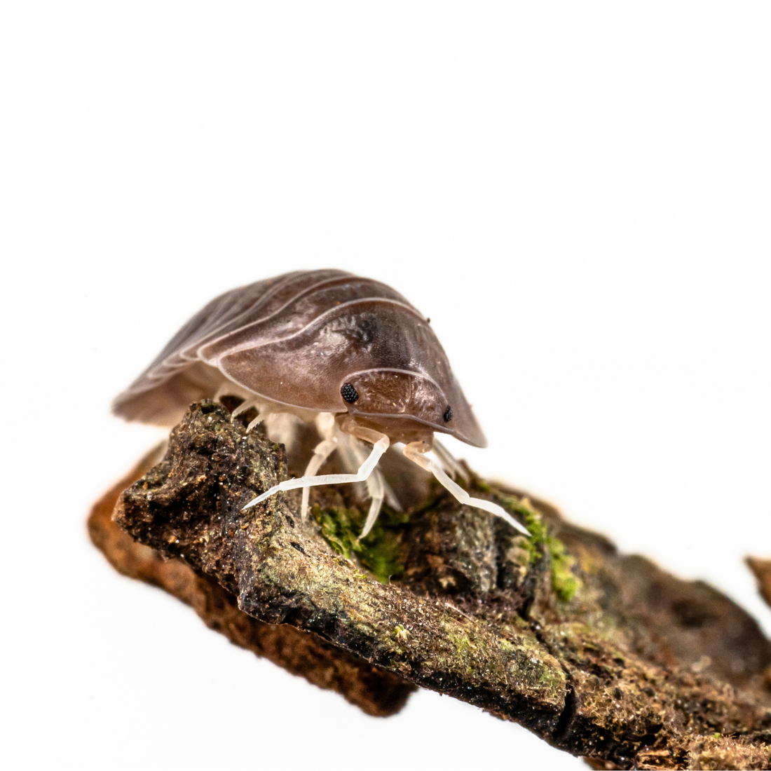 Cubaris sp. 'Soil' – Weird Pets PH