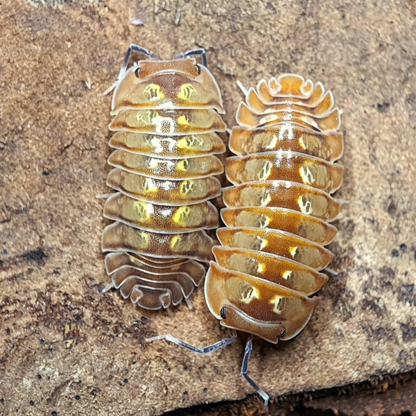 Isopoda sp. 'Dream' – Weird Pets PH