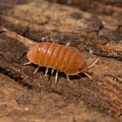 Cubaris murina 'Mandarin' – Weird Pets PH