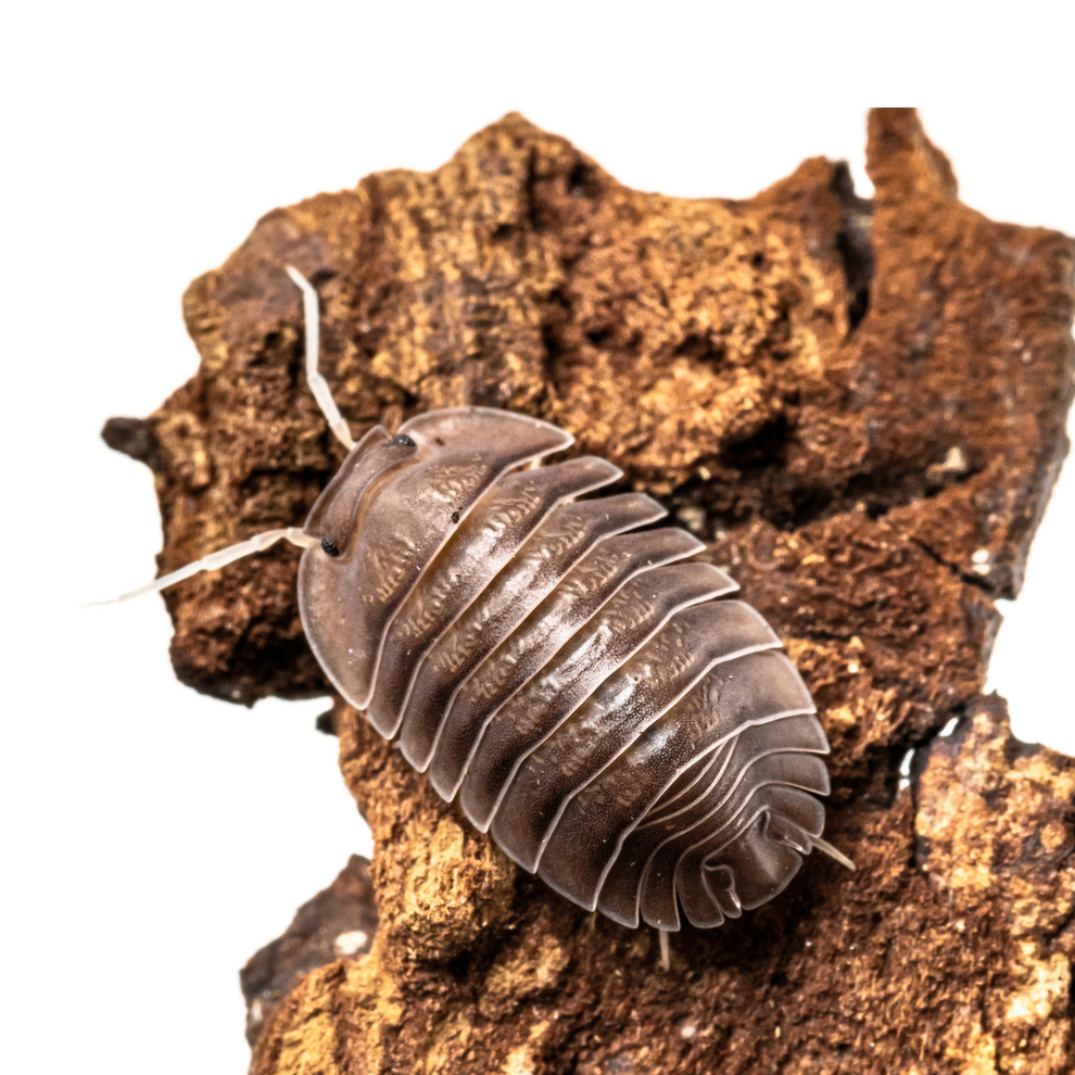 Cubaris sp. 'Soil' – Weird Pets PH