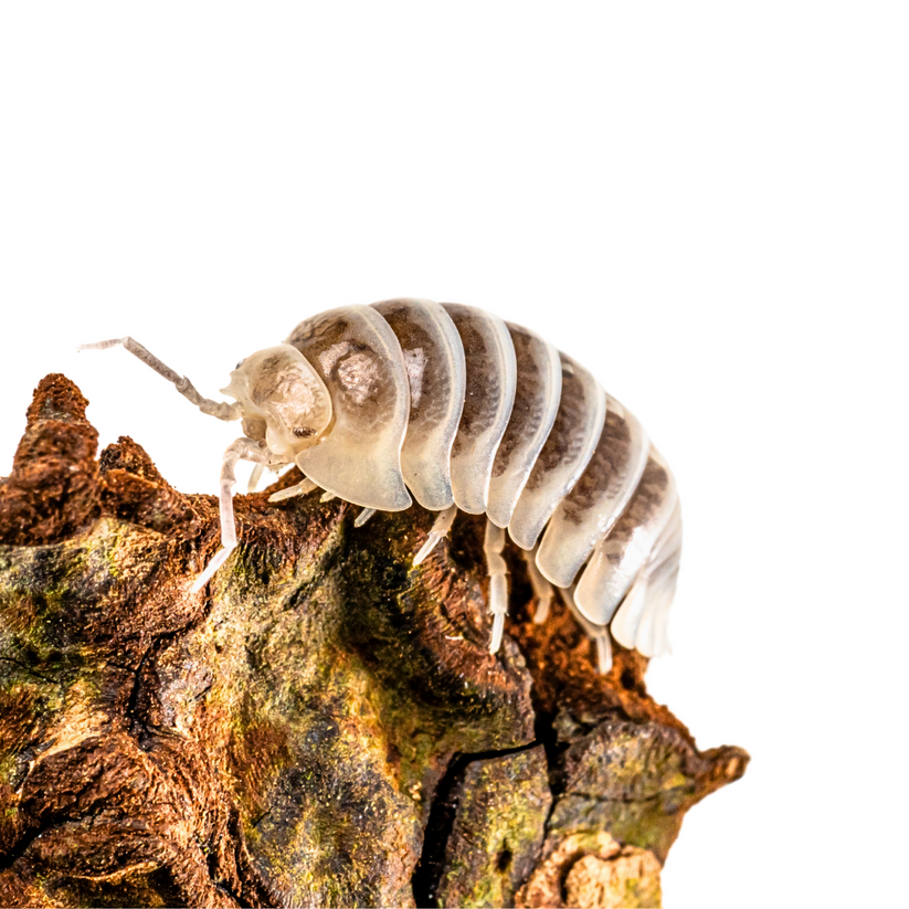 Armadillidium maculatum 'Champagne' – Weird Pets PH