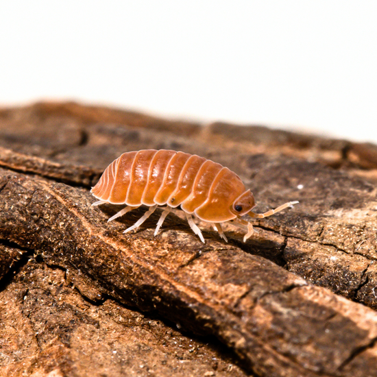 Cubaris murina 'Mandarin' – Weird Pets PH