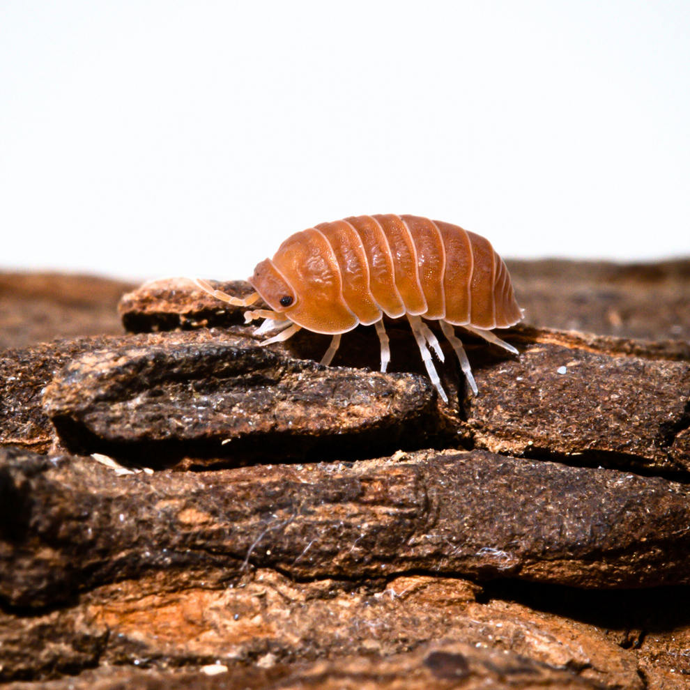 Cubaris murina 'Mandarin' – Weird Pets PH