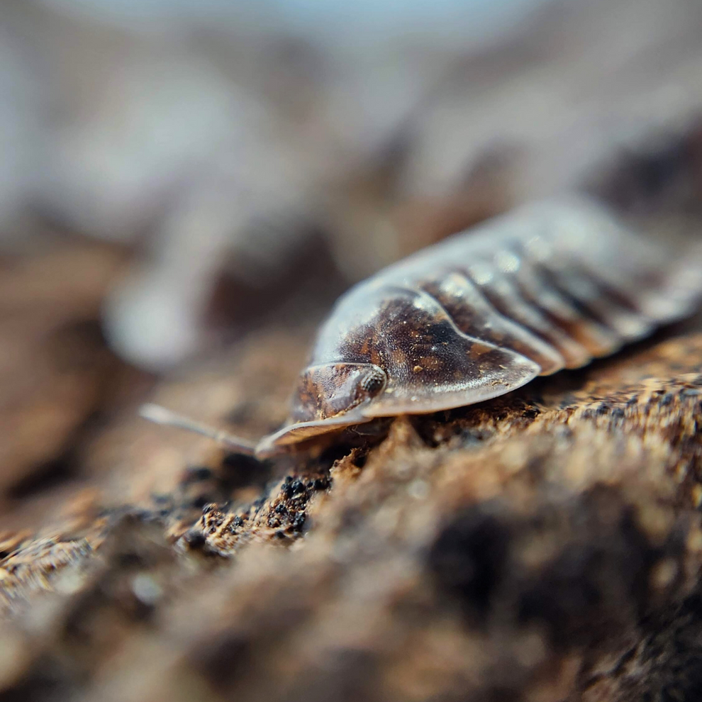 Filipinodillo sp. 'Banahaw' – Weird Pets PH