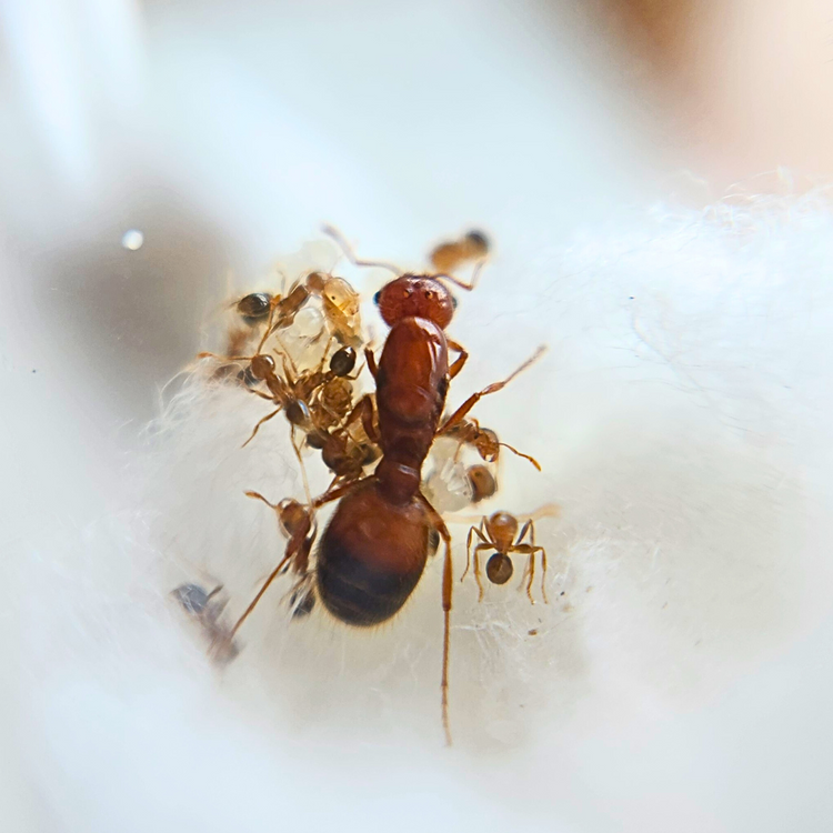 Shop – Weird Pets PH