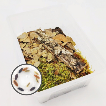 Complete Isopod Kits – Weird Pets PH