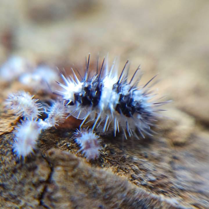 All Isopods – Page 6 – Weird Pets PH
