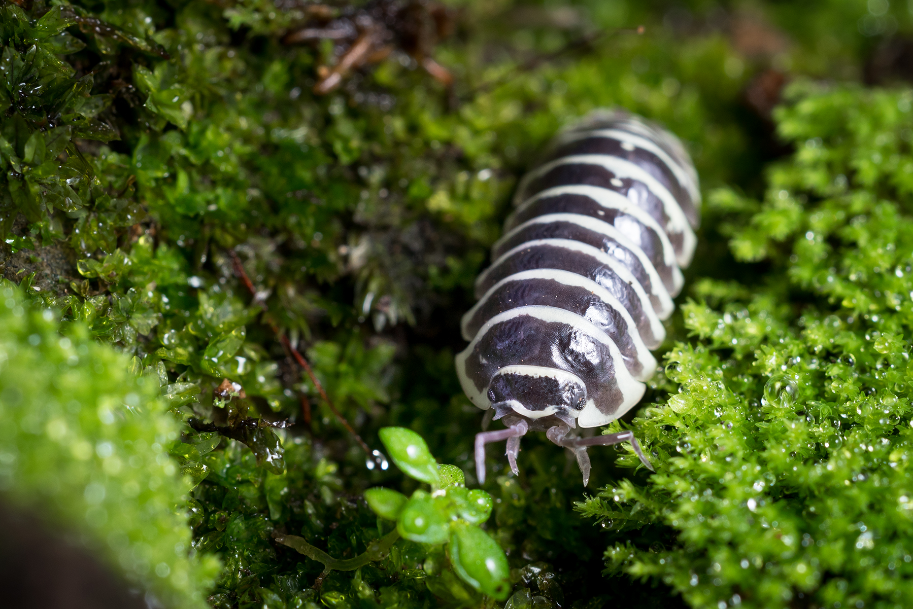 Weird Pets PH - Isopods in the Philippines