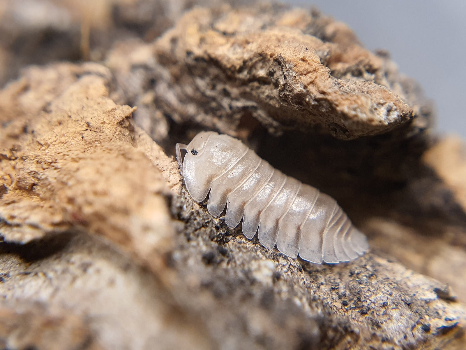 Cubaris sp. 'Caramel' – Weird Pets PH