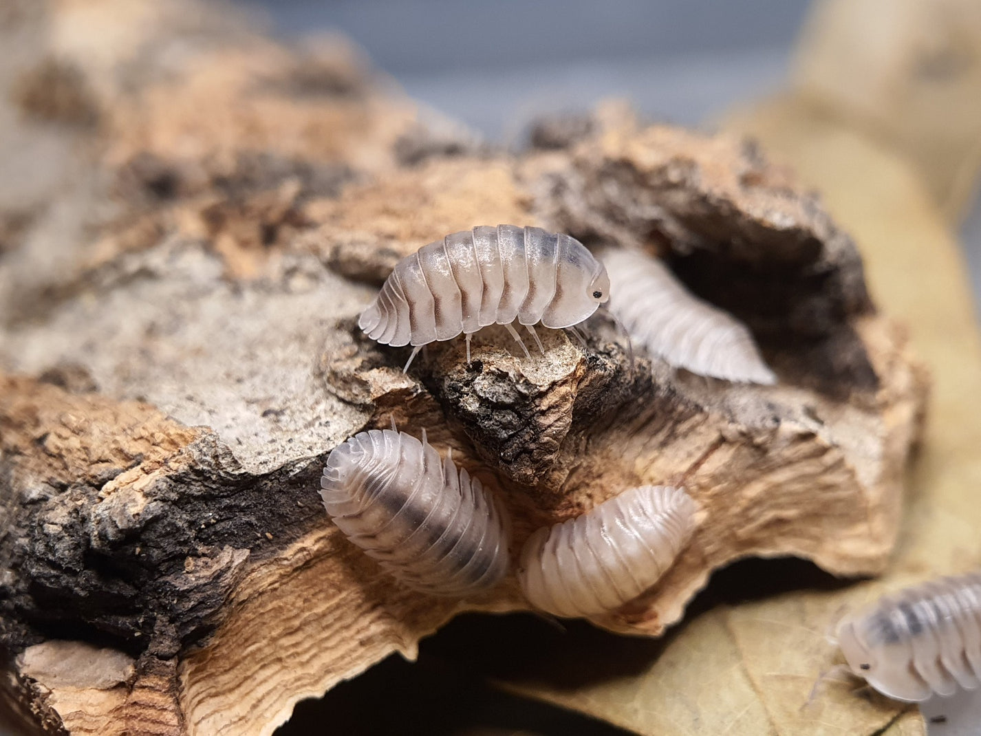 Cubaris sp. 'Caramel' – Weird Pets PH