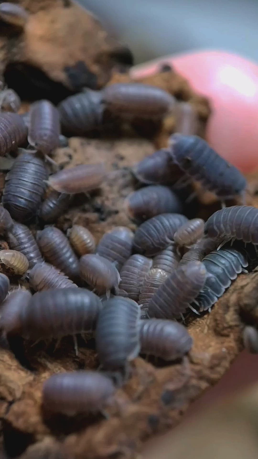 Cubaris murina – Weird Pets PH