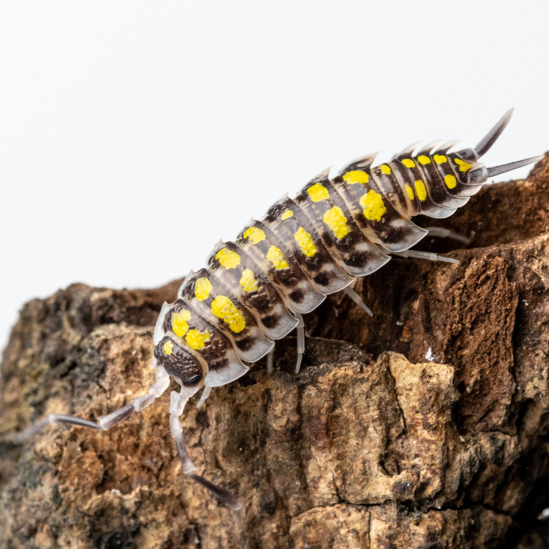 Porcellio haasi 'High Yellow' – Weird Pets PH