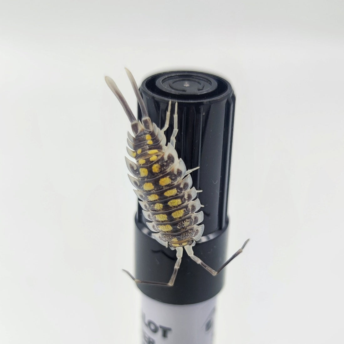 Porcellio haasi 'High Yellow' – Weird Pets PH