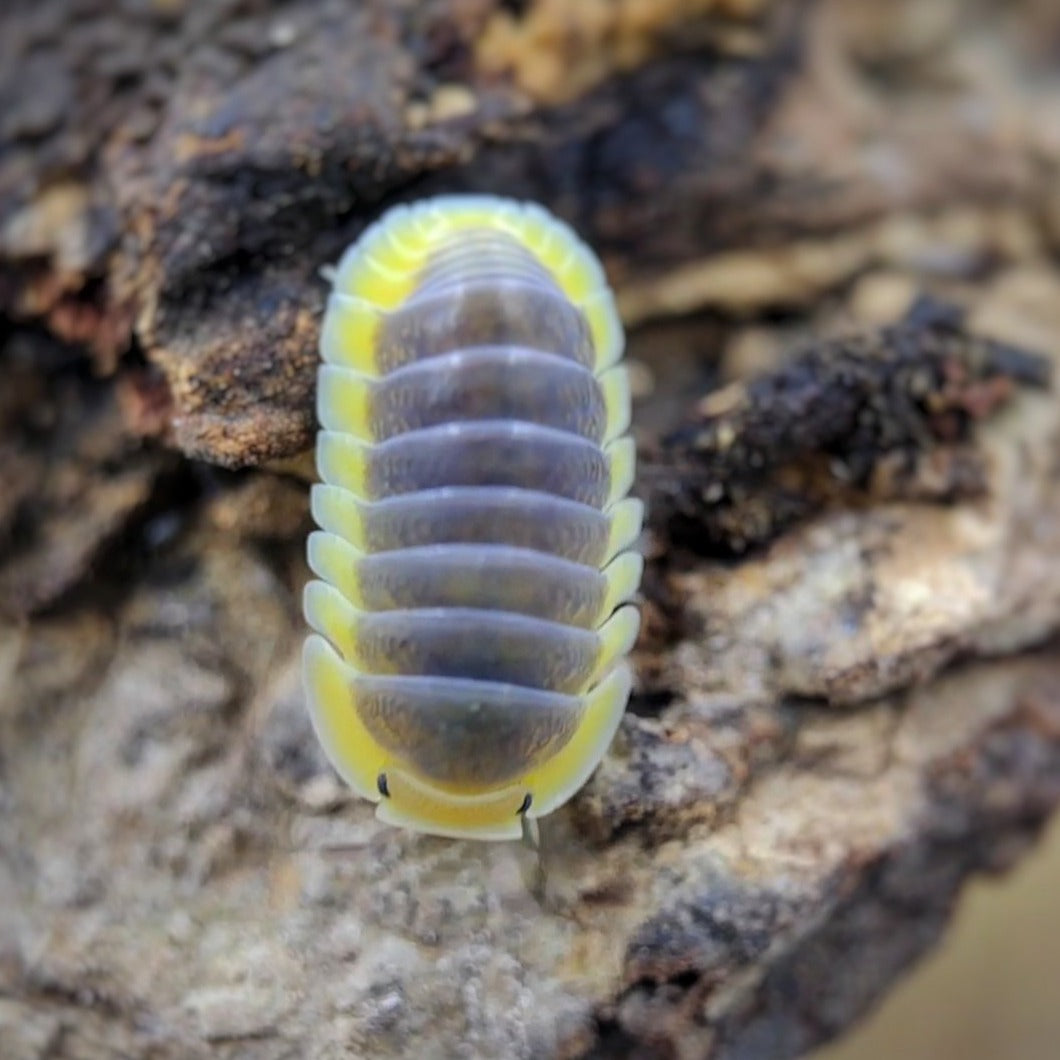 Cubaris sp. 'Lemon Blue' – Weird Pets PH