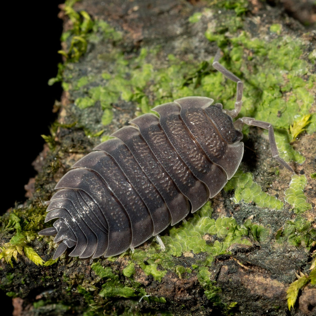 Porcellio – Weird Pets PH