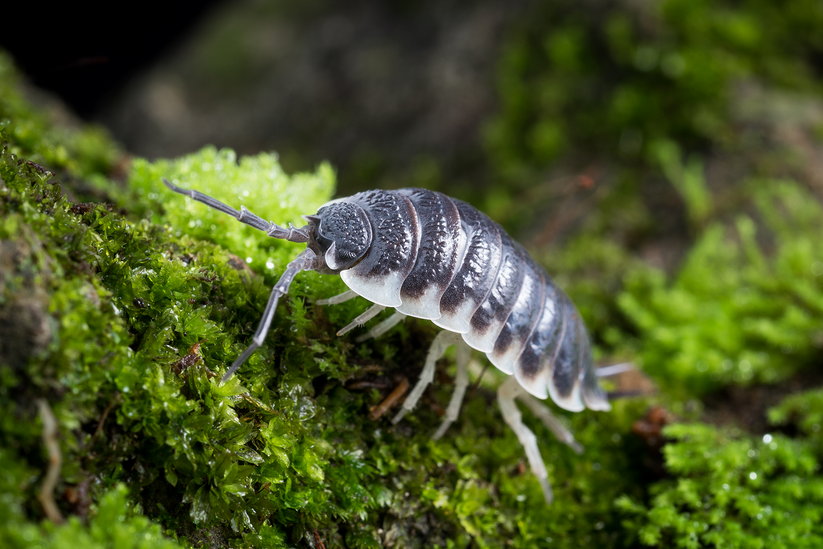 Porcellio sp. Sevilla – Weird Pets PH