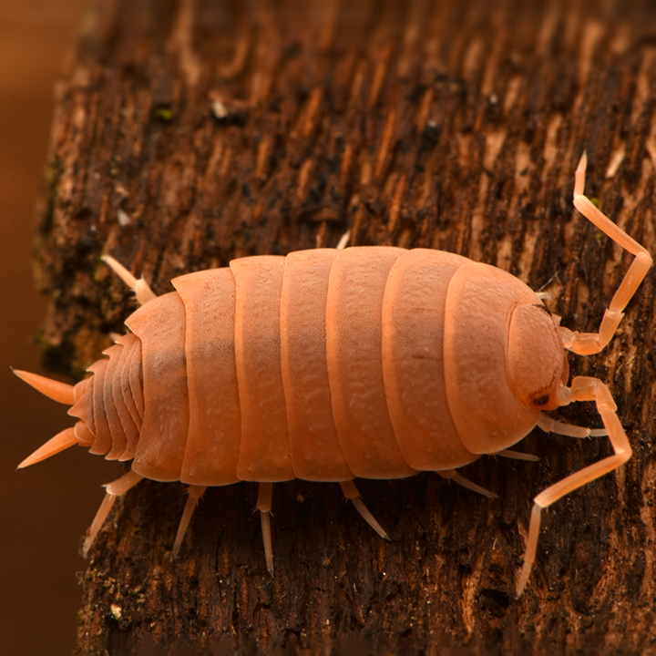 All Isopods – Weird Pets PH