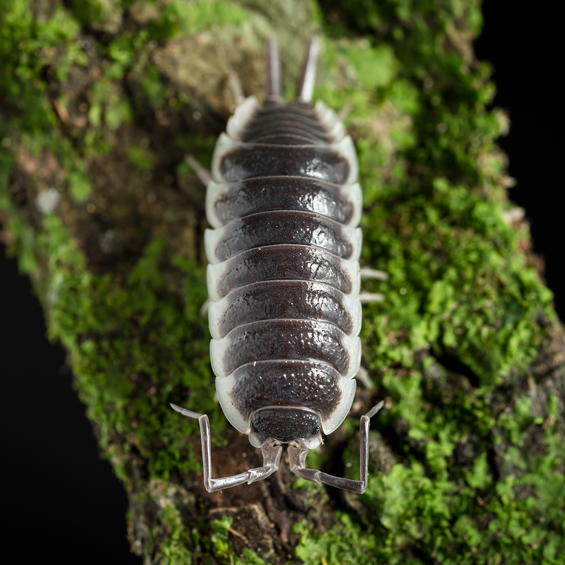 Porcellio sp. Sevilla – Weird Pets PH