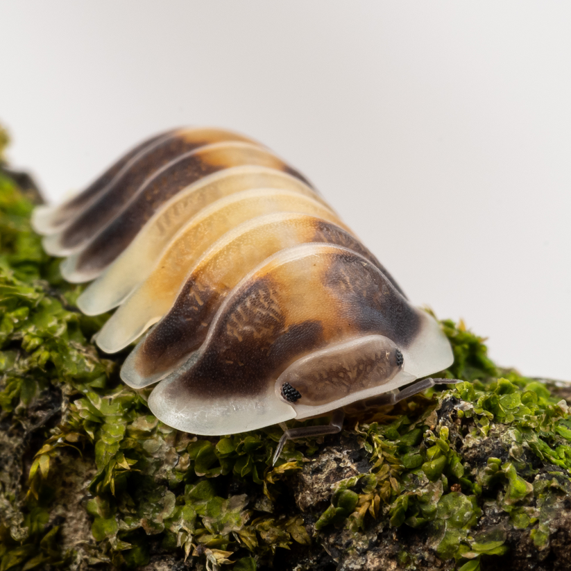 Cubaris sp. 'Cappuccino' – Weird Pets PH