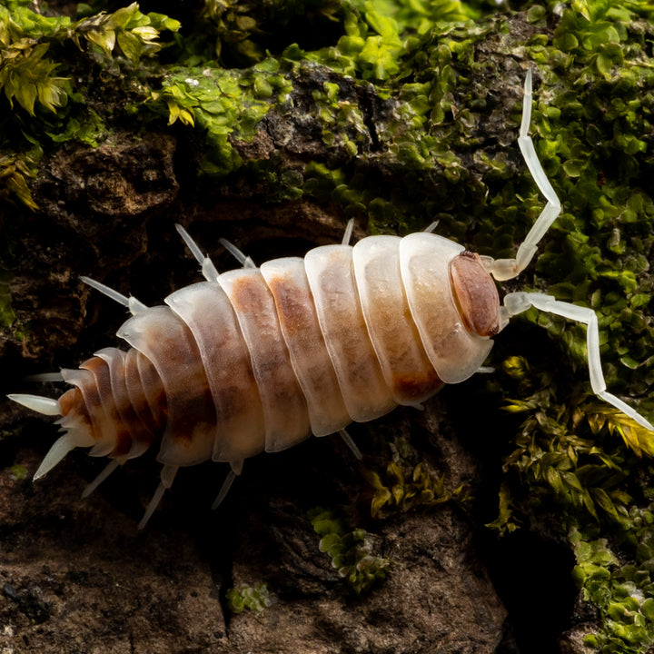 All Isopods – Weird Pets PH